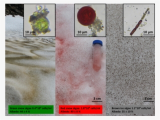 Black Snow Algae In Ice - Algae Greenland Ice Sheet - 700x700 PNG ...