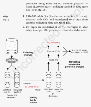 Embryo Collections Are Performed In Cages - 658x779 PNG Download - PNGkit
