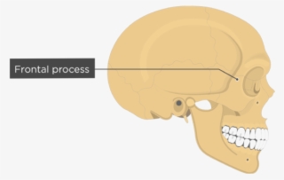 Frontal Process - Zygomatic Bone - Lateral View - Zygomatic Bone ...