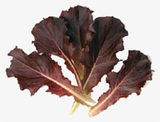 Batavia Red - Red Batavia Lettuce - 827x591 PNG Download - PNGkit