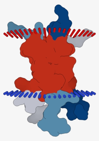 Transmembrane Flat Surface Display Opm - 1000x1000 PNG Download - PNGkit