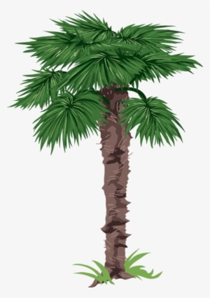 Tube Arbre,png - Sabal Palm Clipart Png - 563x800 PNG Download - PNGkit