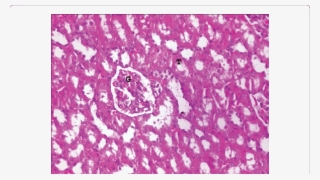 Light Microscopy Of Kidney In Mscs Group Showed Normal - Kidney ...