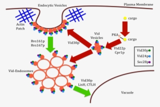 Lc3 Antibody - Caspase 9 Signaling Pathway - 540x449 PNG Download - PNGkit