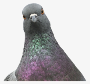 Post - Gif Pigeon - 470x440 PNG Download - PNGkit