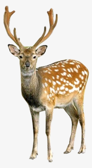 Deer Png Image - Deer Png - 1000x1000 PNG Download - PNGkit