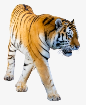 Tiger Prowling No Background Image Tiger Png Image - Transparent ...