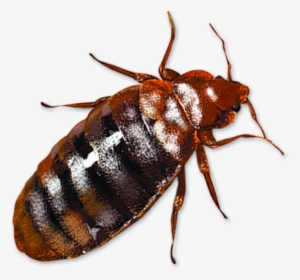 Bed Bug - 745x745 PNG Download - PNGkit