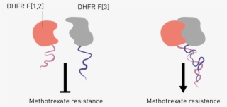 Protein Fragment Complementation Assays Used To Visualise - 960x406 PNG ...