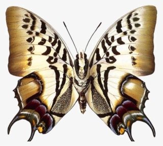 Danaus Plexippus - Real Butterfly Vector Png - 400x380 PNG Download ...