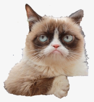 Grumpy Cat Sticker - Grumpy Cat - 545x566 PNG Download - PNGkit