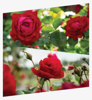 Canadian Shield - Canadian Shield Rose - 547x600 PNG Download - PNGkit
