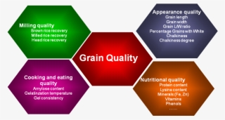 Figure 1 - - Eating Quality Of Rice - 901x482 PNG Download - PNGkit