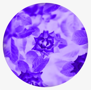 Sticker Purple Roses Invertcoloreffect Invert Circle - Circle - 936x926 ...