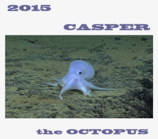 Casper Octopus Species Png Casper Octopus Species - Octopus Camouflage ...