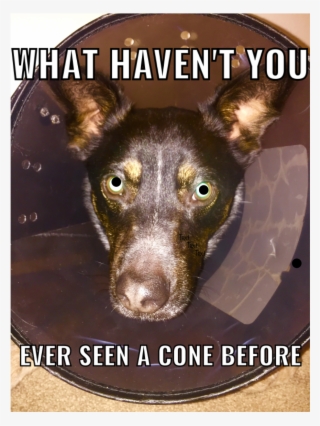 Memes, Dogs, Blue, Doggies, Meme - Companion Dog - 1109x1280 PNG ...
