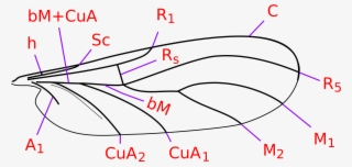 Open - Mycetophilidae Wing - 2000x1000 PNG Download - PNGkit