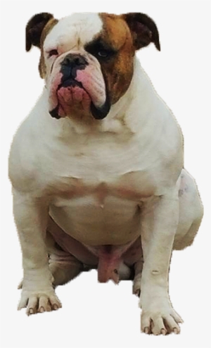 Bulldog Muscle Png - Greeting Card - 500x572 PNG Download - PNGkit