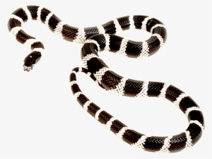Free Png Snake Png Png Images Transparent - Snake Overlay - 850x687 PNG ...