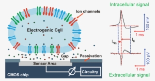 Electrogenic Cells On Chips - 1112x594 PNG Download - PNGkit