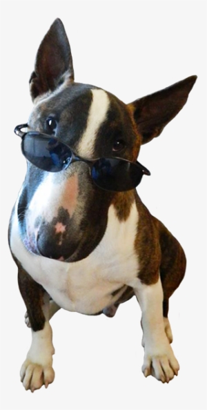 Funny Dog PNG, Free HD Funny Dog Transparent Image - PNGkit