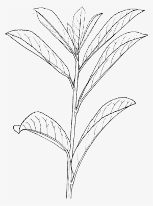 Outline, Plants, Plant, Laurel, Bush, Shrub, Shrubs - Outline Of A ...