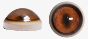 Fox Eyes Transparent Background - Download All Png Background - 500x500 ...