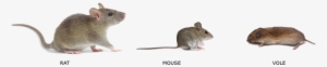 What's Kind Of Rodent Is It - Mouse Vs Rat Vs Vole - 903x197 PNG ...