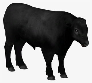 Aberdeen Angus Cattle - 632x632 PNG Download - PNGkit