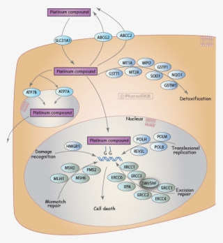 Platinum Pathway, Diagram - 542x590 PNG Download - PNGkit