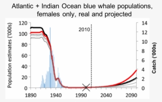 Blue Whale Populations Fell By Over 99% During The - 766x495 PNG ...