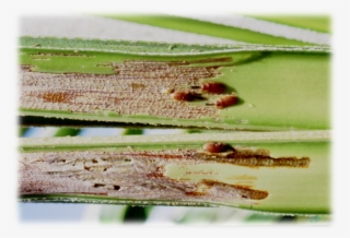 Dano Causado Pelo Raspador Delocrania Cossyphoides - 707x482 PNG ...