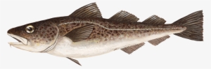 Pacific Cod - Fish Transparent Background - 799x264 PNG Download - PNGkit