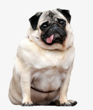Source - - Pug Transparent - 500x363 PNG Download - PNGkit