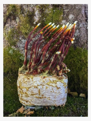 The Antler Reishi Mushroom Patch™ - Antler Reishi - 700x700 PNG ...