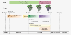 The Phenology Of Grapevine Showing Different Stages - Grapevine Annual ...