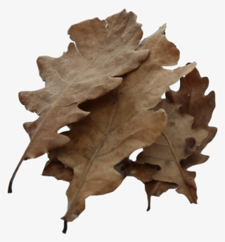 Oak Leaf Cluster - 916x983 PNG Download - PNGkit