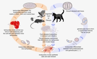 Sea Otters Mariahs Blog Png Sea Otter Life Cycle - 800x489 PNG Download ...