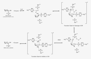 There Are Two Important Transition States Shown In - 807x530 PNG ...