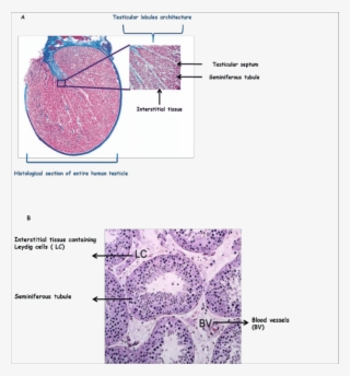 Histological Section Of The Human Testis Histological - 850x915 PNG ...