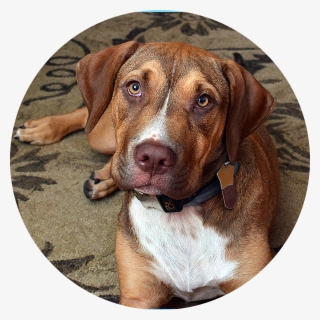 Bernie's Markings Make Him Look Cute As All Get-out - 600x600 PNG ...