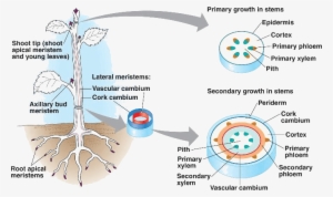 Image Showing Meristematic Tissue - Permanent And Meristem Tissues ...