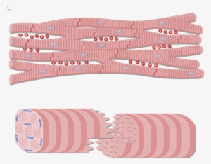 Intercalated Discs - 1200x630 PNG Download - PNGkit