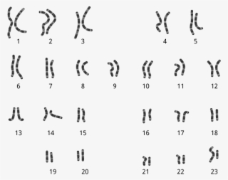 Within Each Cell Are Chromosomes, Which Are Tiny Packages - 640x480 PNG ...