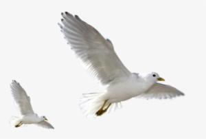 Real Birds Png - Recherche Scientifique Png - 1252x1252 PNG Download ...