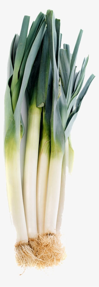 Welsh Onion - 376x472 PNG Download - PNGkit