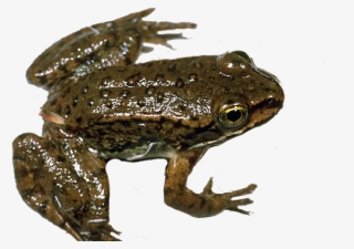 Frogs - Eastern Spadefoot - 400x400 PNG Download - PNGkit