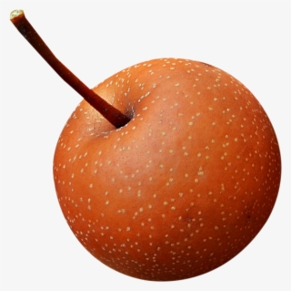Download Fresh Asian Pear Png Image - Asian Pear Png - 1256x1244 PNG ...