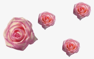 Mixed Color Rose Png File Png Cool Free Use For Your - Garden Roses ...