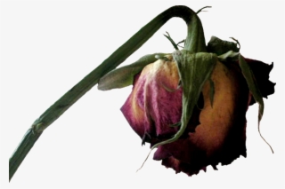 Flower Of The Dead - Day Of The Dead Flowers Transparent - 450x525 PNG ...